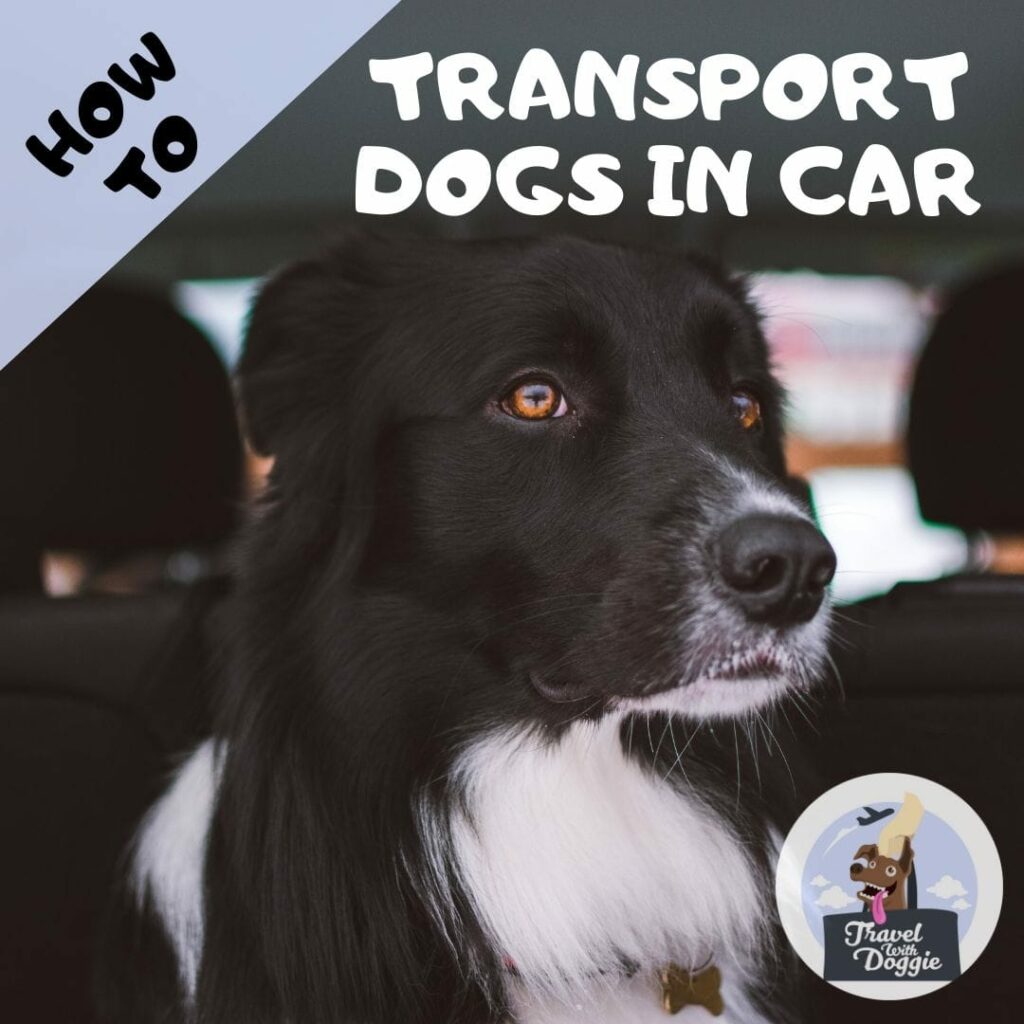 9 Safe And Comfortable Ways To Transport Dogs In Car – Travel With Doggie