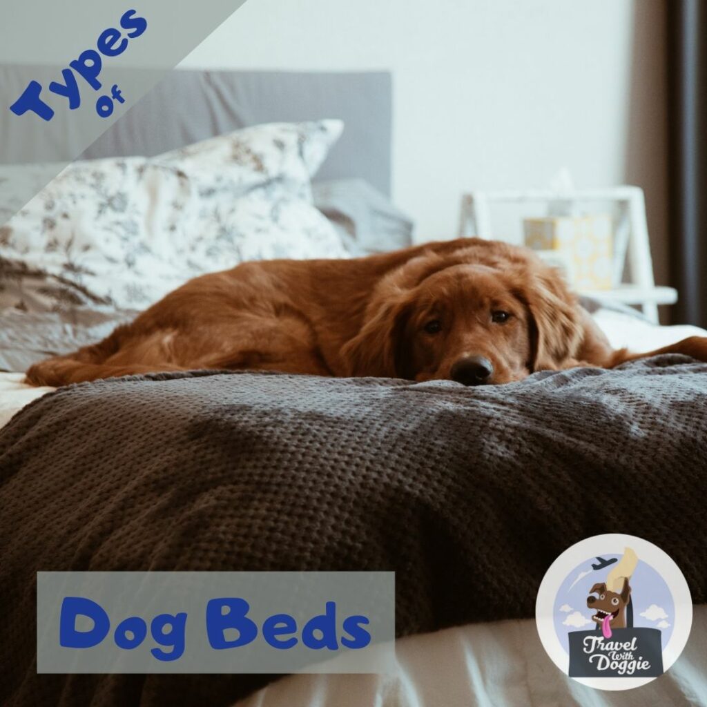 10 Types Of Dog Beds You Never Knew Existed – Travel With Doggie