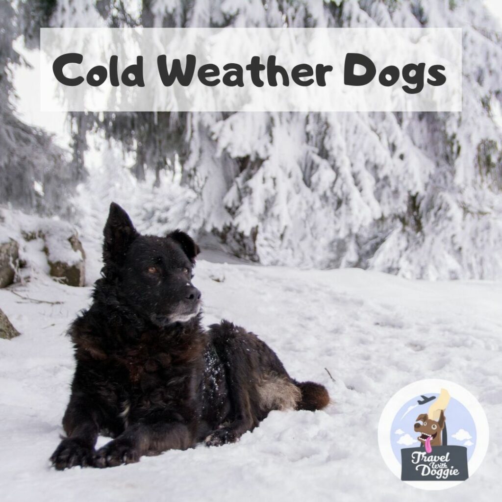 31 Cold Weather Dogs That Can Survive Anywhere – Travel With Doggie