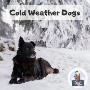 31 Cold Weather Dogs That Can Survive Anywhere – Travel With Doggie