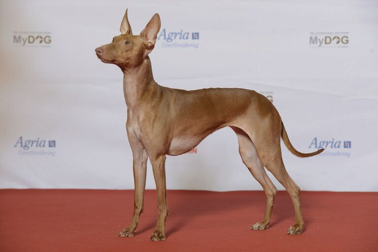 27 Desert Dog Breeds That Can Stand The Heat | Travel With Doggie